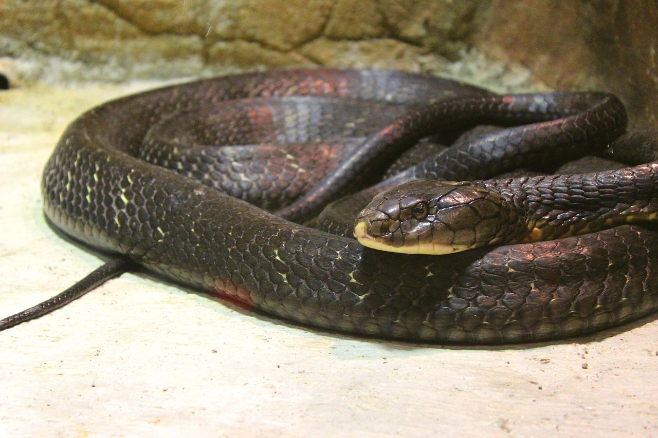 Cobra Animal Jardim Zoológico - Foto gratuita no Pixabay - Pixabay