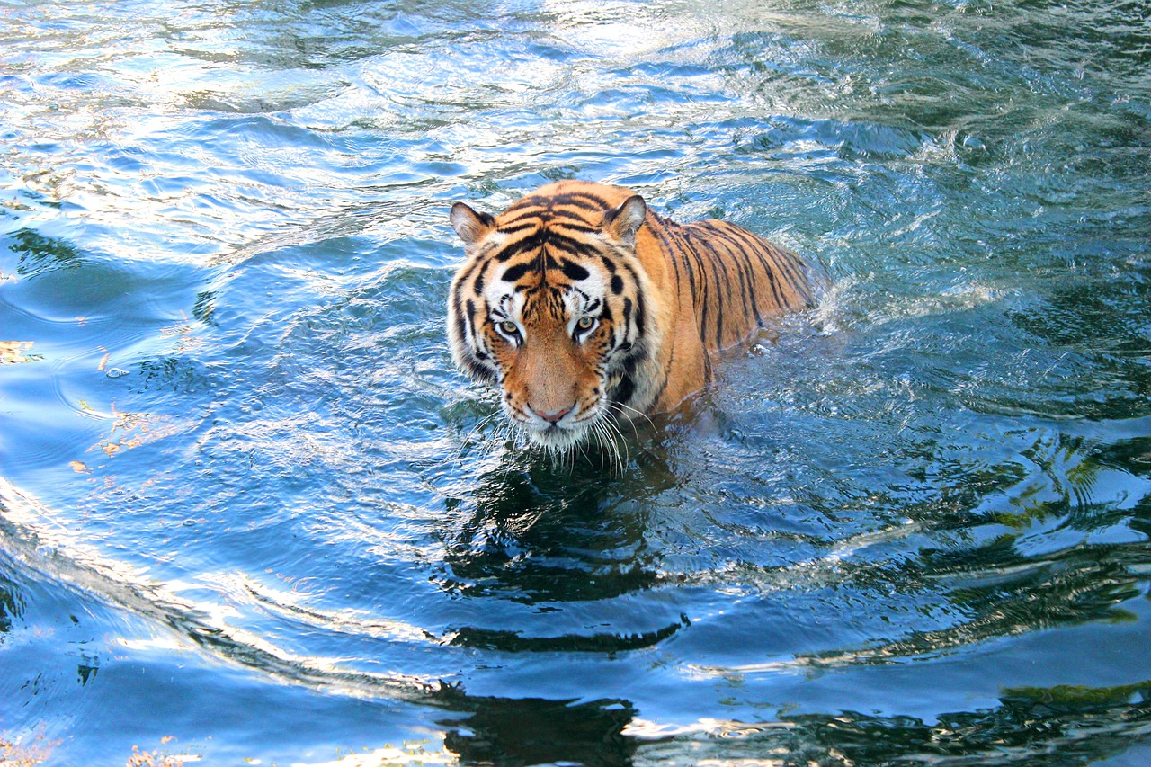 Tiger Katzenartig Tier - Kostenloses Foto auf Pixabay - Pixabay