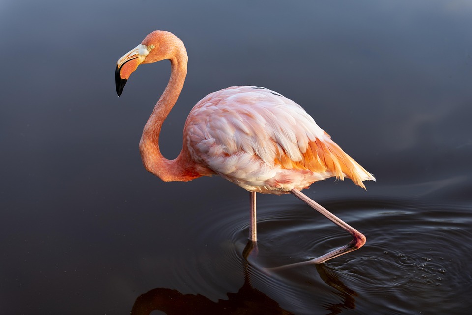 Bird Flamingo Ornithology - Free photo on Pixabay