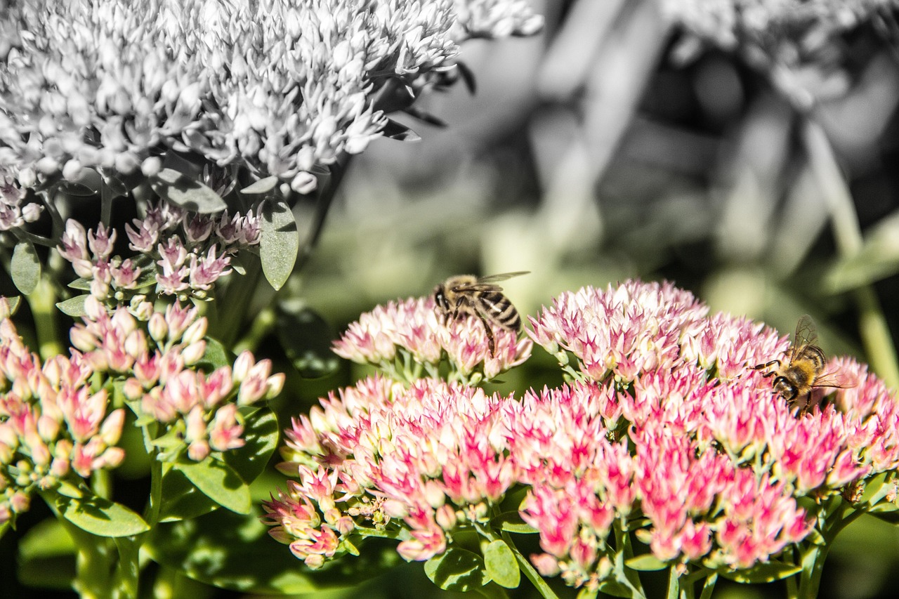 Bees Flower Blossom - Free photo on Pixabay - Pixabay