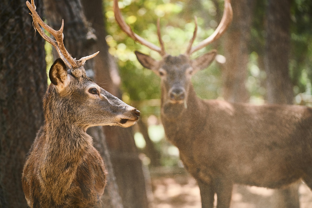 400+ Free Jelenie & Deer Images - Pixabay