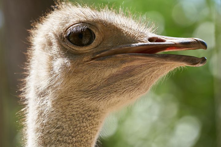 100+ Free Scotts & Animal Photos - Pixabay