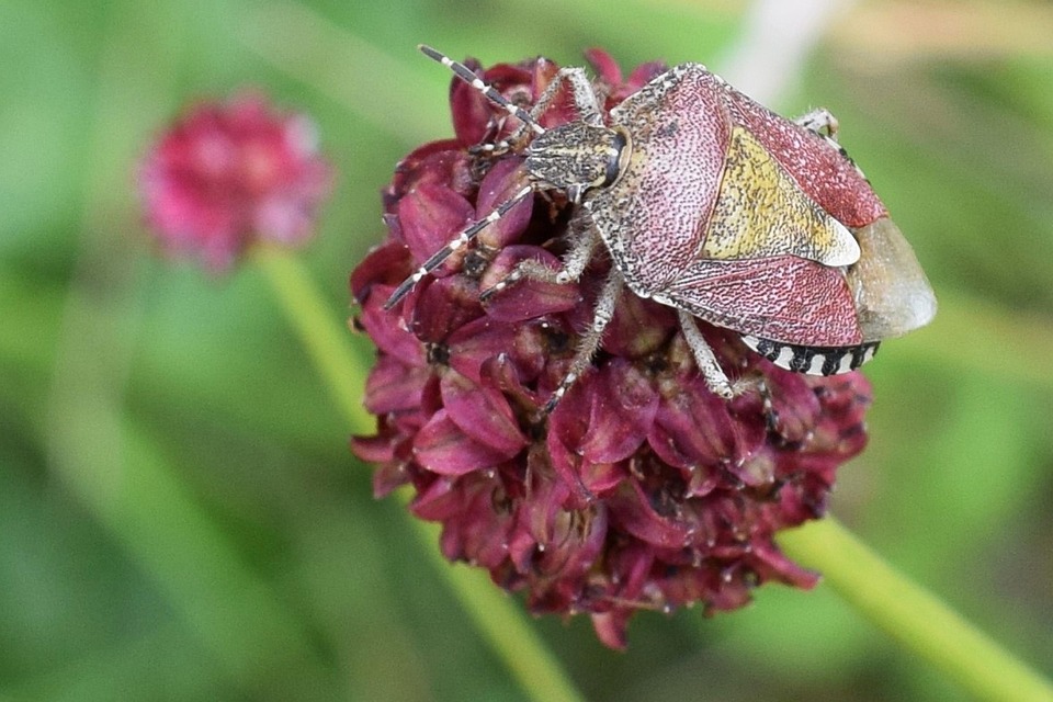 Ácaro Insecto Naturaleza - Foto gratis en Pixabay - Pixabay