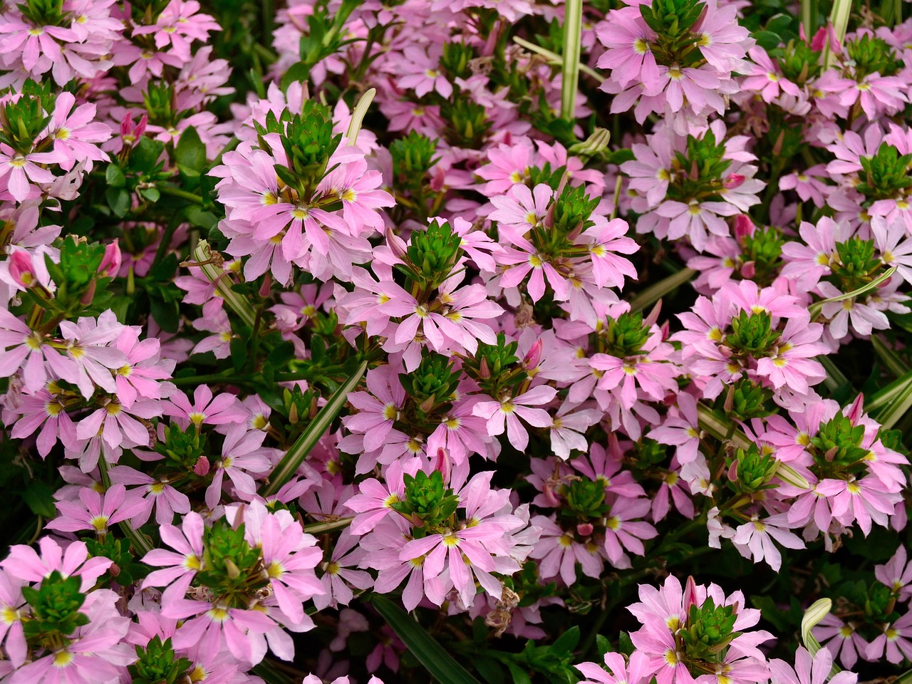 Fairy Fan Scaevola Aemula - Kostenloses Foto auf Pixabay - Pixabay