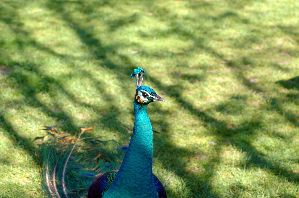 Peacock Blue Bird Free Photo On Pixabay
