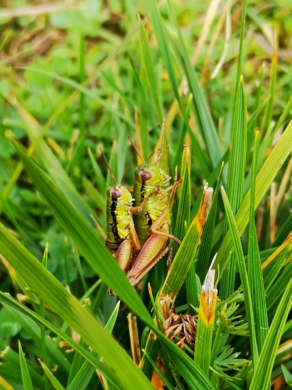 Grasshoppers Nature Green - Free photo on Pixabay - Pixabay