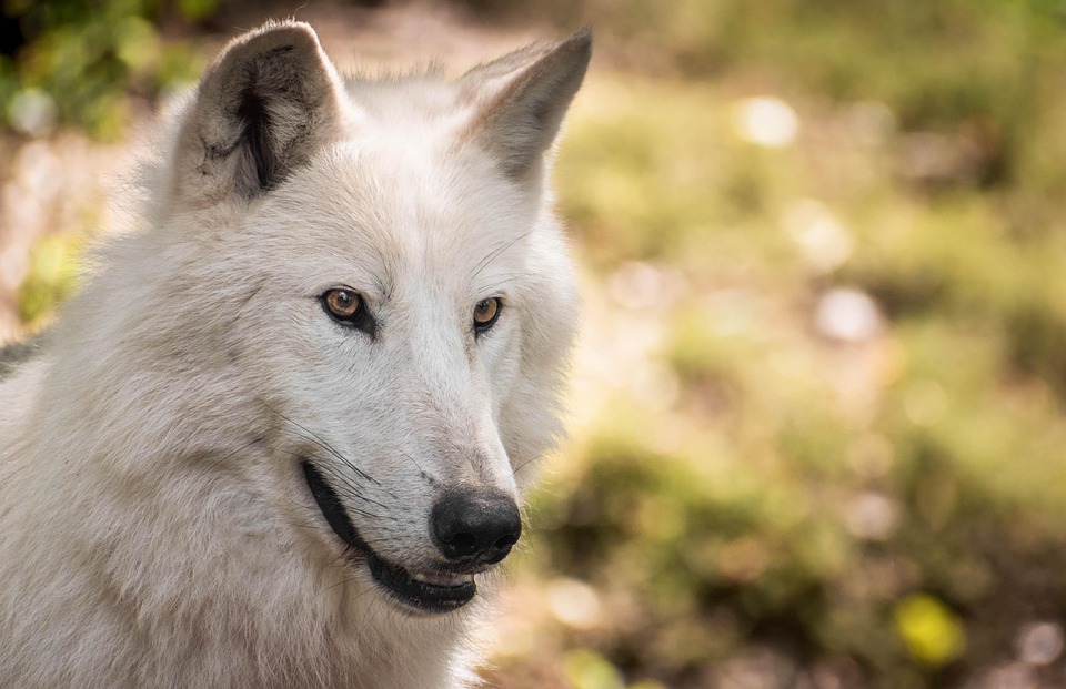 Wolf Good Nature - Free photo on Pixabay