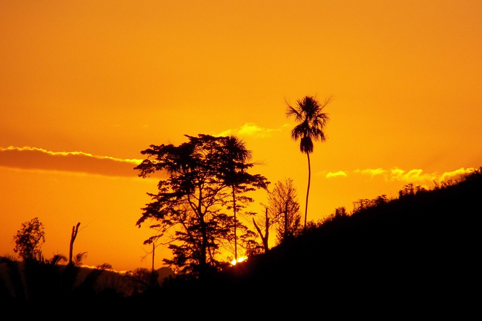 Sunset Gold Tree - Free photo on Pixabay