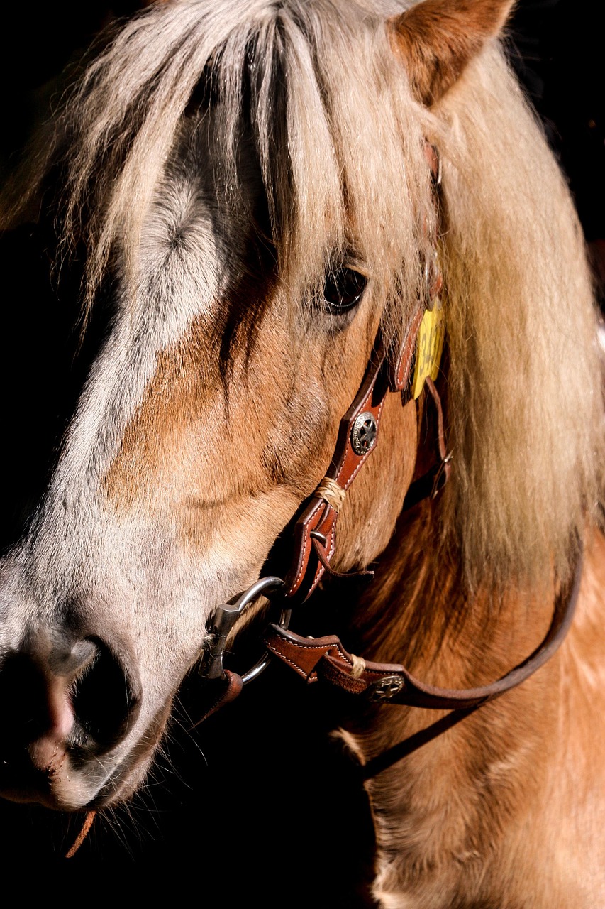 Cavalo Égua Passeios A - Foto gratuita no Pixabay - Pixabay