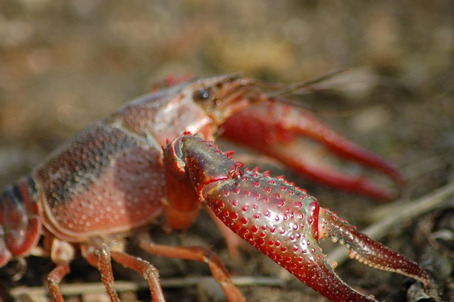 Freshwater Crayfish Shrimp Killer - Free photo on Pixabay - Pixabay