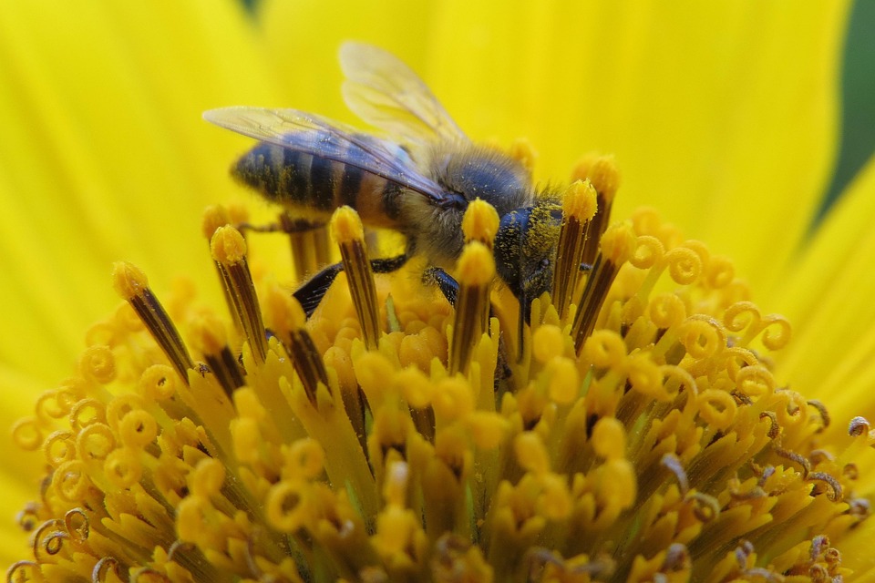 Abeille Macro Fleur - Photo gratuite sur Pixabay
