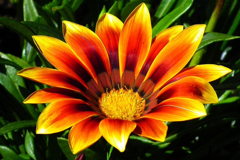 Gazania Flower Nature - Free photo on Pixabay