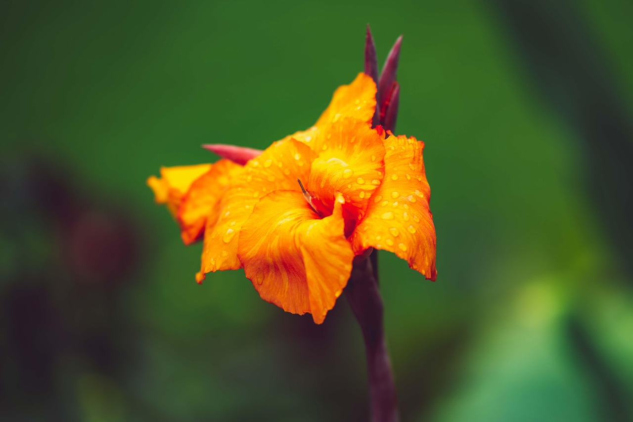 Gladiolus Orange Blooming - Free photo on Pixabay - Pixabay