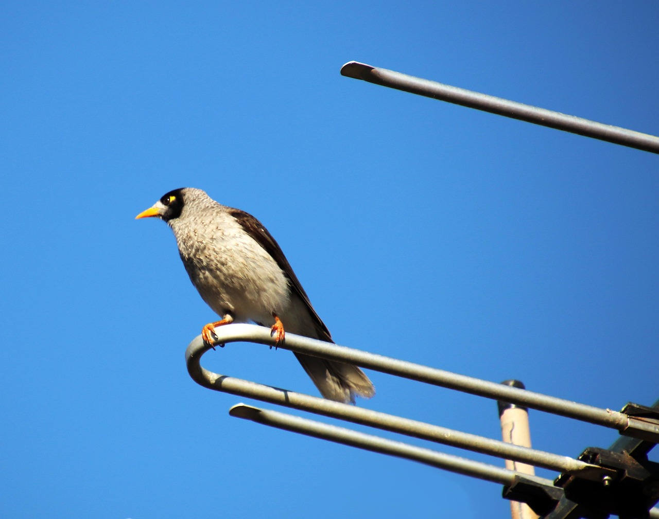 Bird Noisy Miner Australian - Free photo on Pixabay - Pixabay