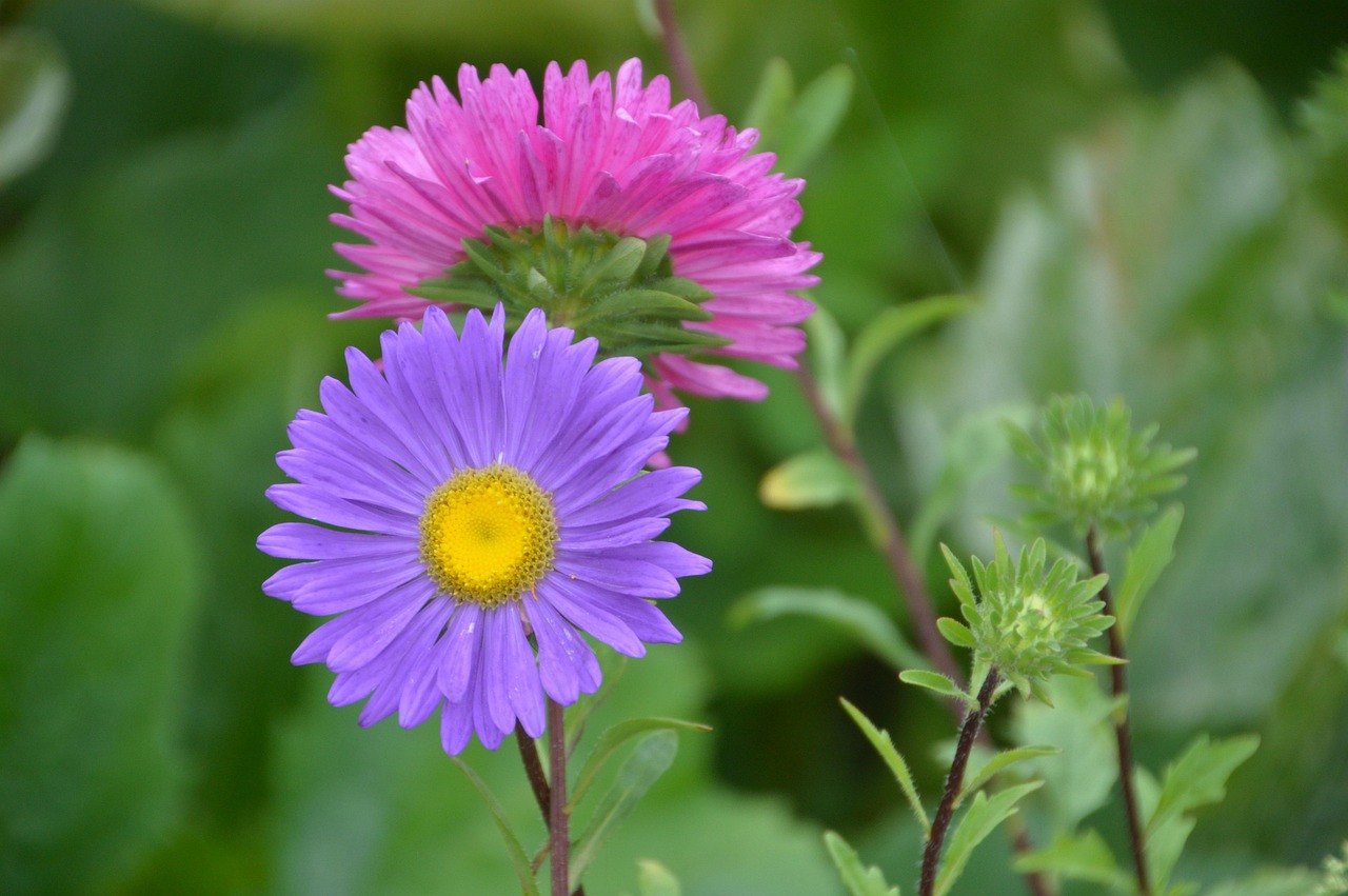 Bunga Dekorasi Taman Warna - Foto gratis di Pixabay - Pixabay