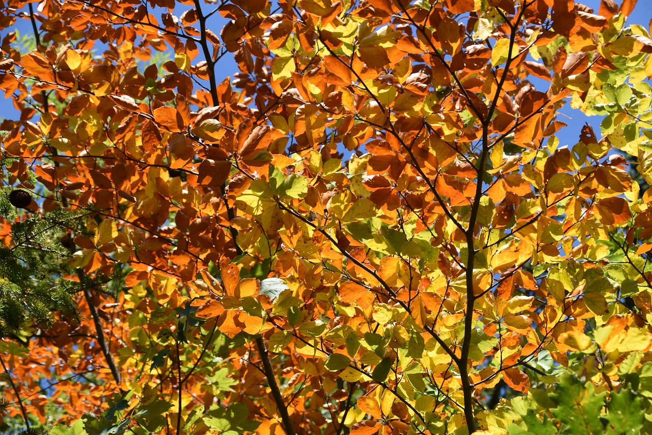 Feuilles Branche Arbres Couleur - Photo gratuite sur Pixabay - Pixabay