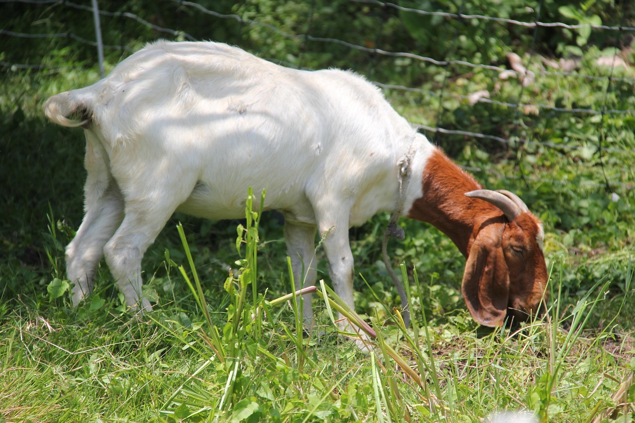 Boer Goats Doe