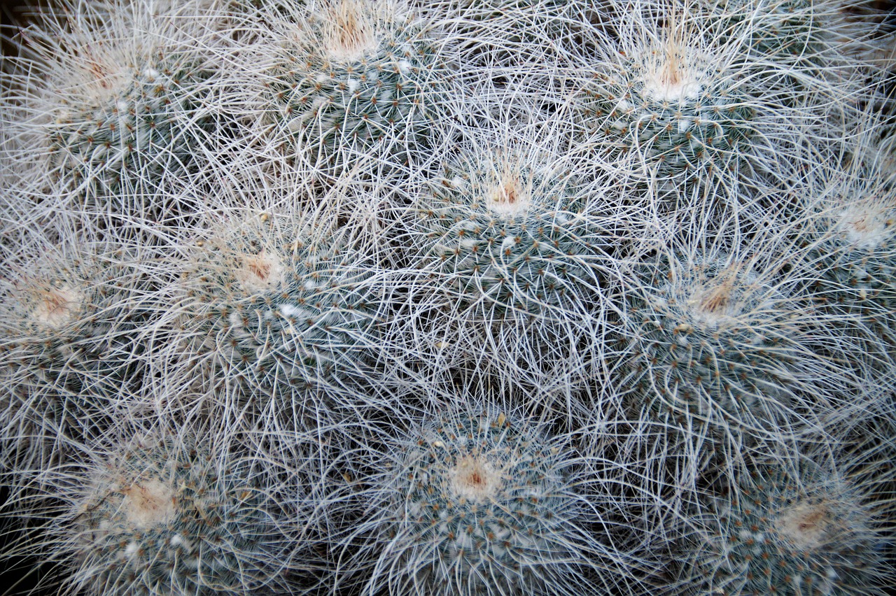 300+ Free Thorns Thistles & Thistle Images - Pixabay
