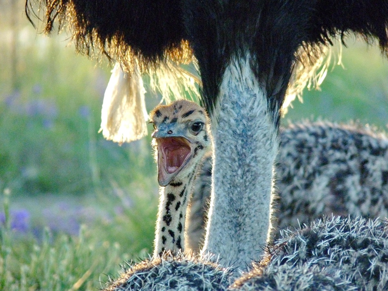80+ Free 아기 타조 & Ostrich Images - Pixabay