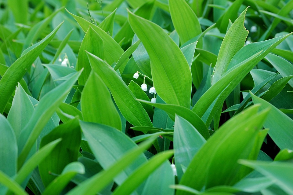 Lírio Do Vale Plantar Verde - Foto gratuita no Pixabay - Pixabay