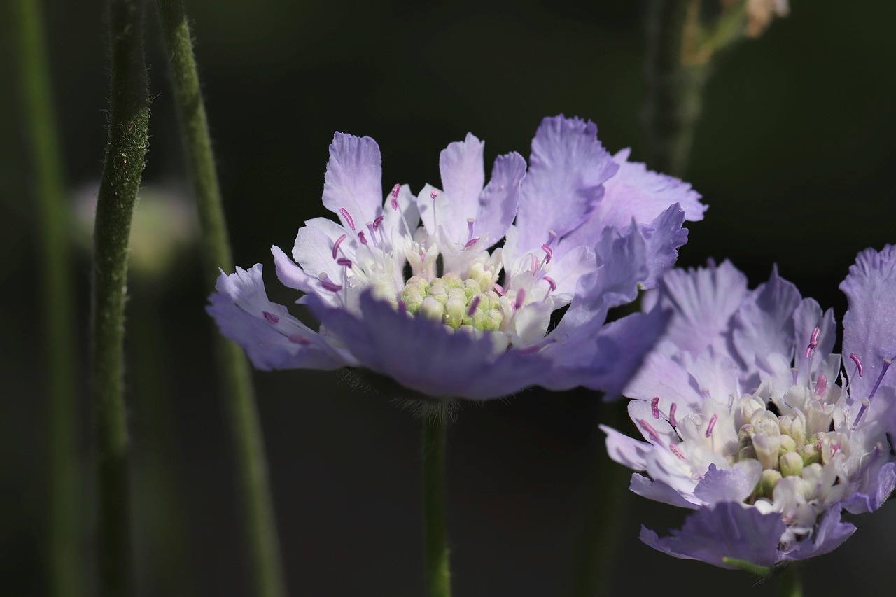 Scabiosis Nature Blossom - Free photo on Pixabay