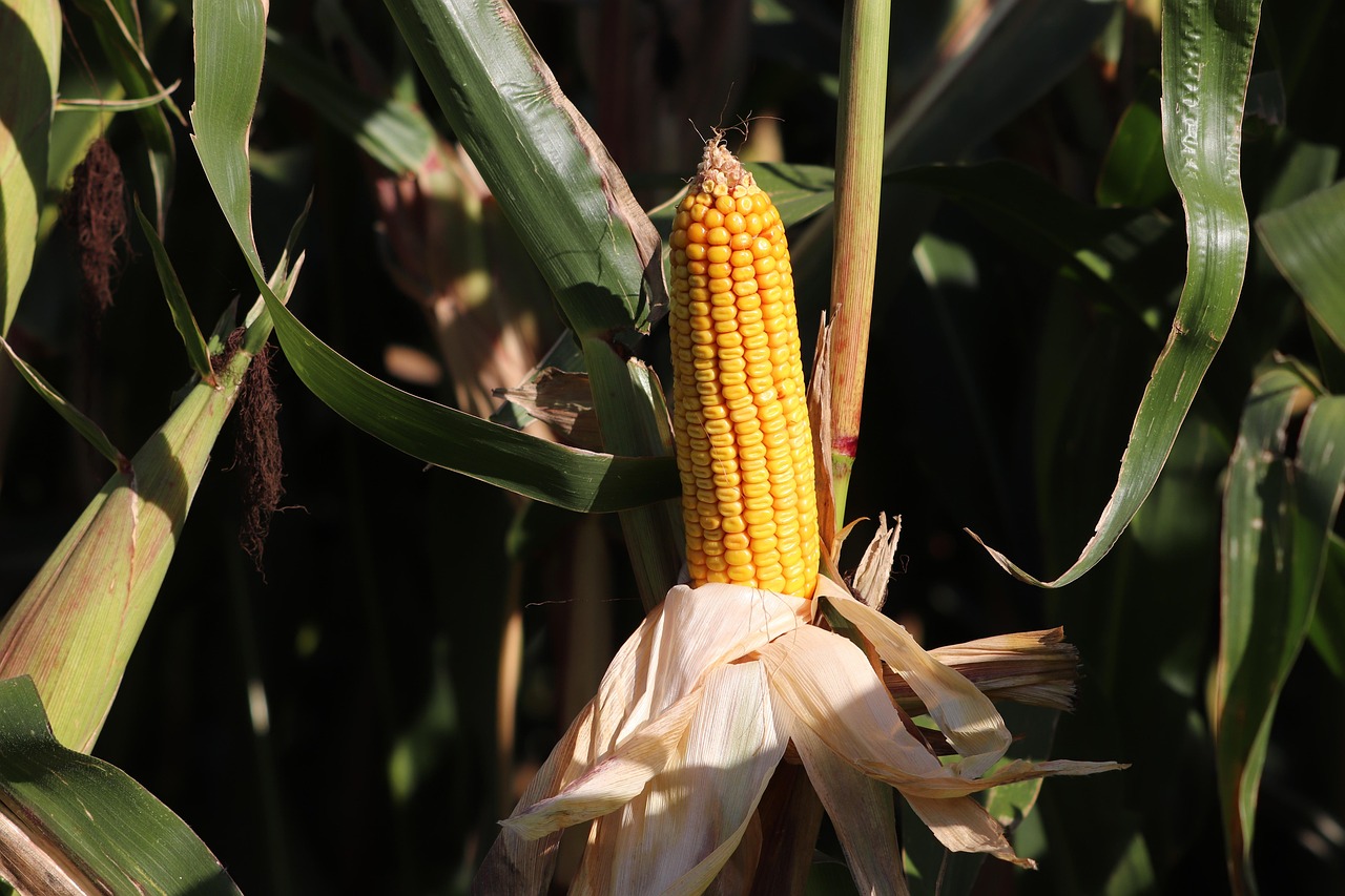 Corn On The Cob Kernels - Free photo on Pixabay - Pixabay