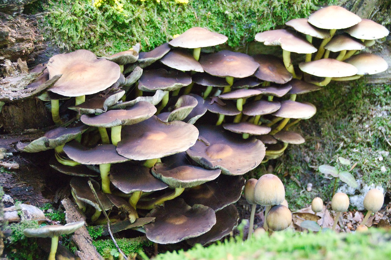 Champignons Forêt Arbre - Photo gratuite sur Pixabay - Pixabay