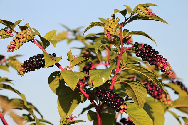 Pokeweed Phytolacca Americana - Free photo on Pixabay