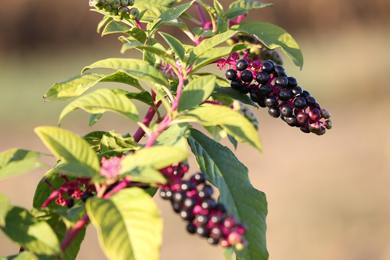 Pokeweed Phytolacca Americana - Free photo on Pixabay - Pixabay
