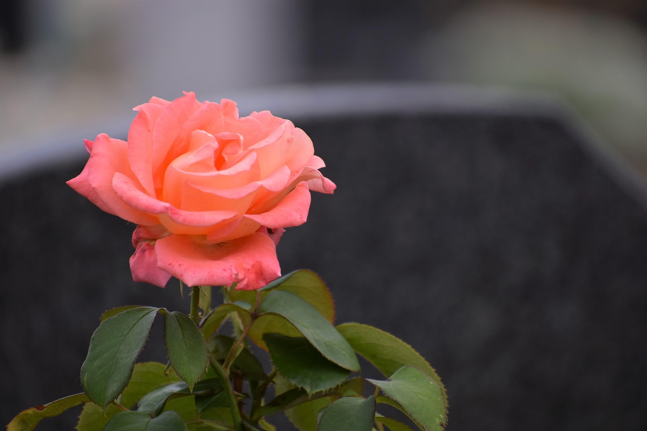 Orangish Pink