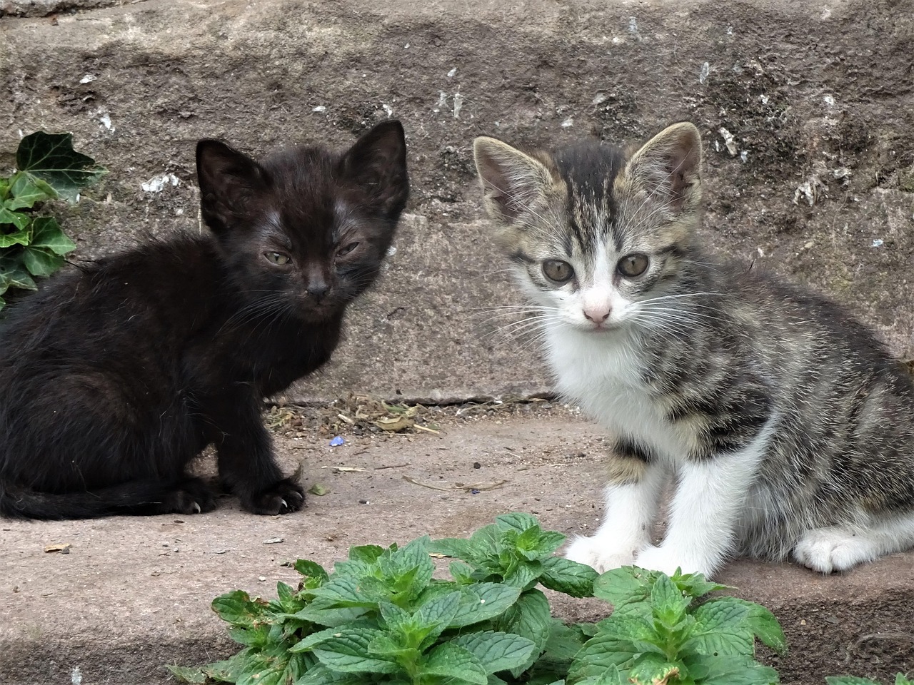 Chats Chatons Félins Animaux - Photo gratuite sur Pixabay - Pixabay