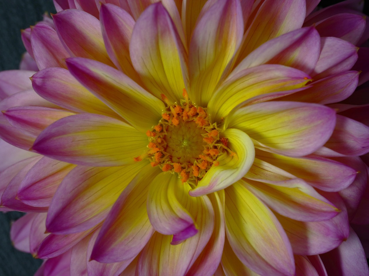 Rosa Dahlie Nahaufnahme Pink - Kostenloses Foto auf Pixabay - Pixabay