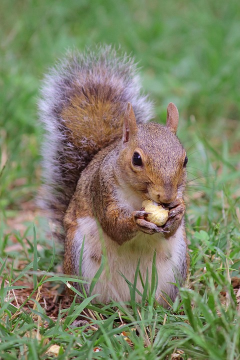 Écureuil La Nature Animal - Photo gratuite sur Pixabay - Pixabay