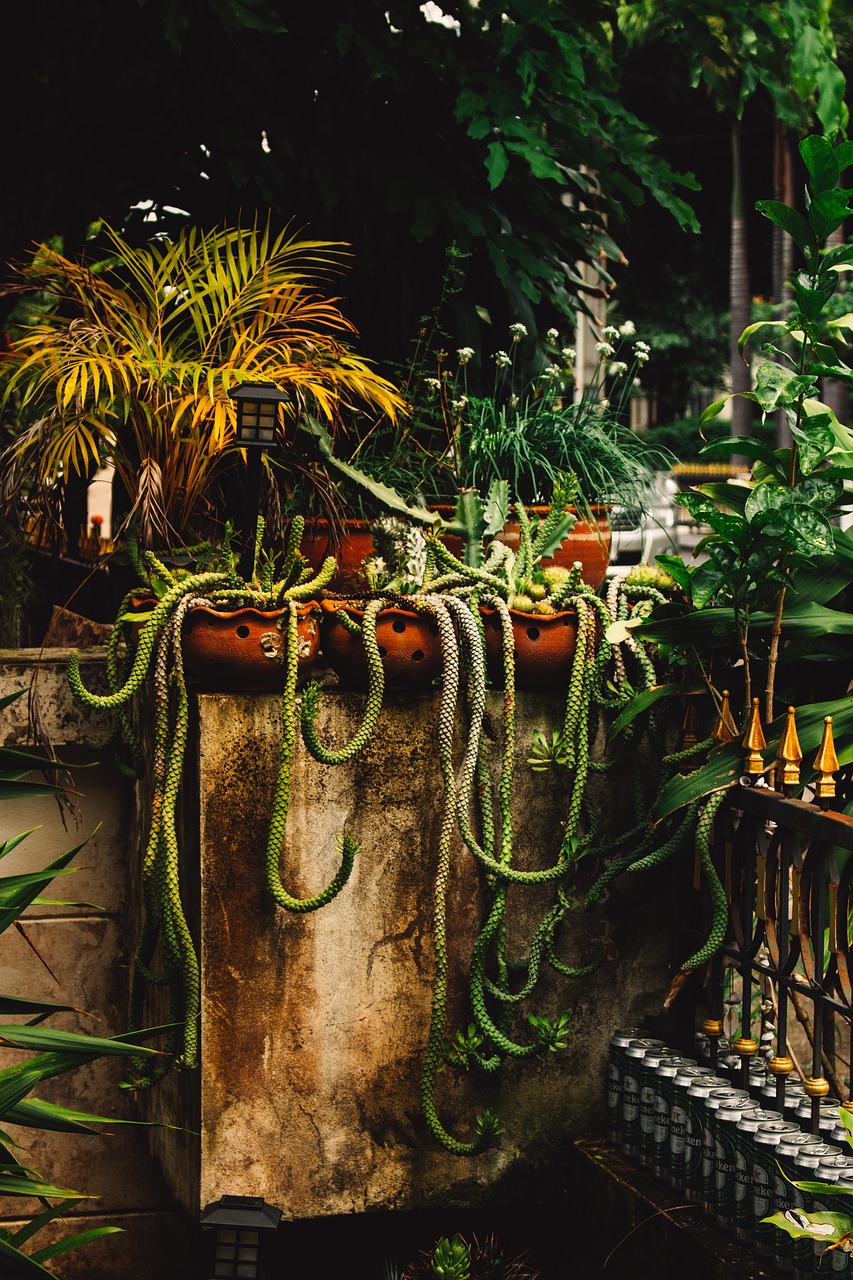 100+ Free Snake Plant & Nature Photos - Pixabay