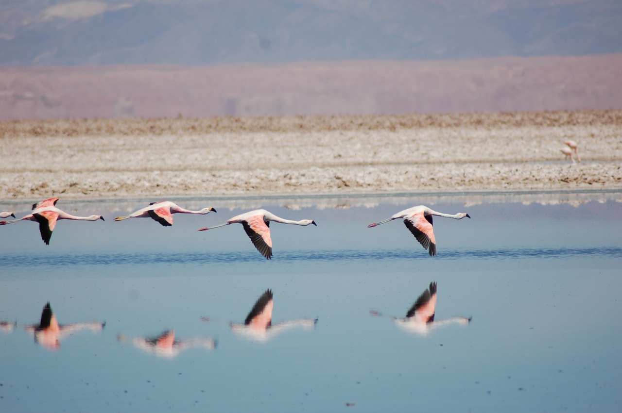 Flamingo Bird Nature - Free photo on Pixabay