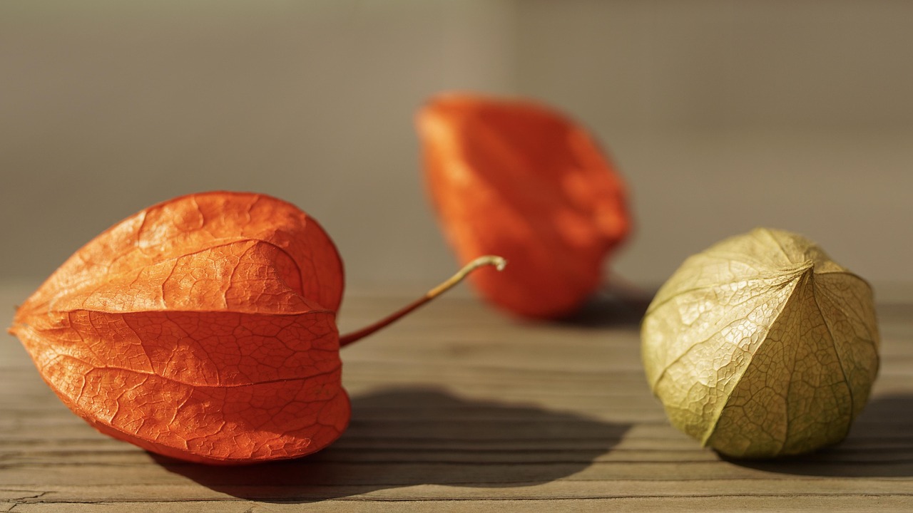 Fleur De Lampion Orange Physialis - Photo gratuite sur Pixabay - Pixabay