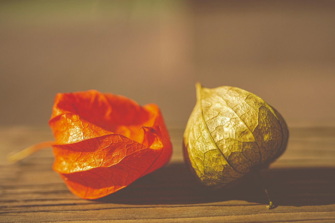 Fleur De Lampion Orange Physialis - Photo gratuite sur Pixabay - Pixabay