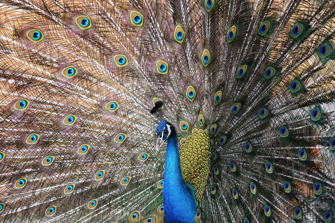 Animal Bird Peacock - Free photo on Pixabay