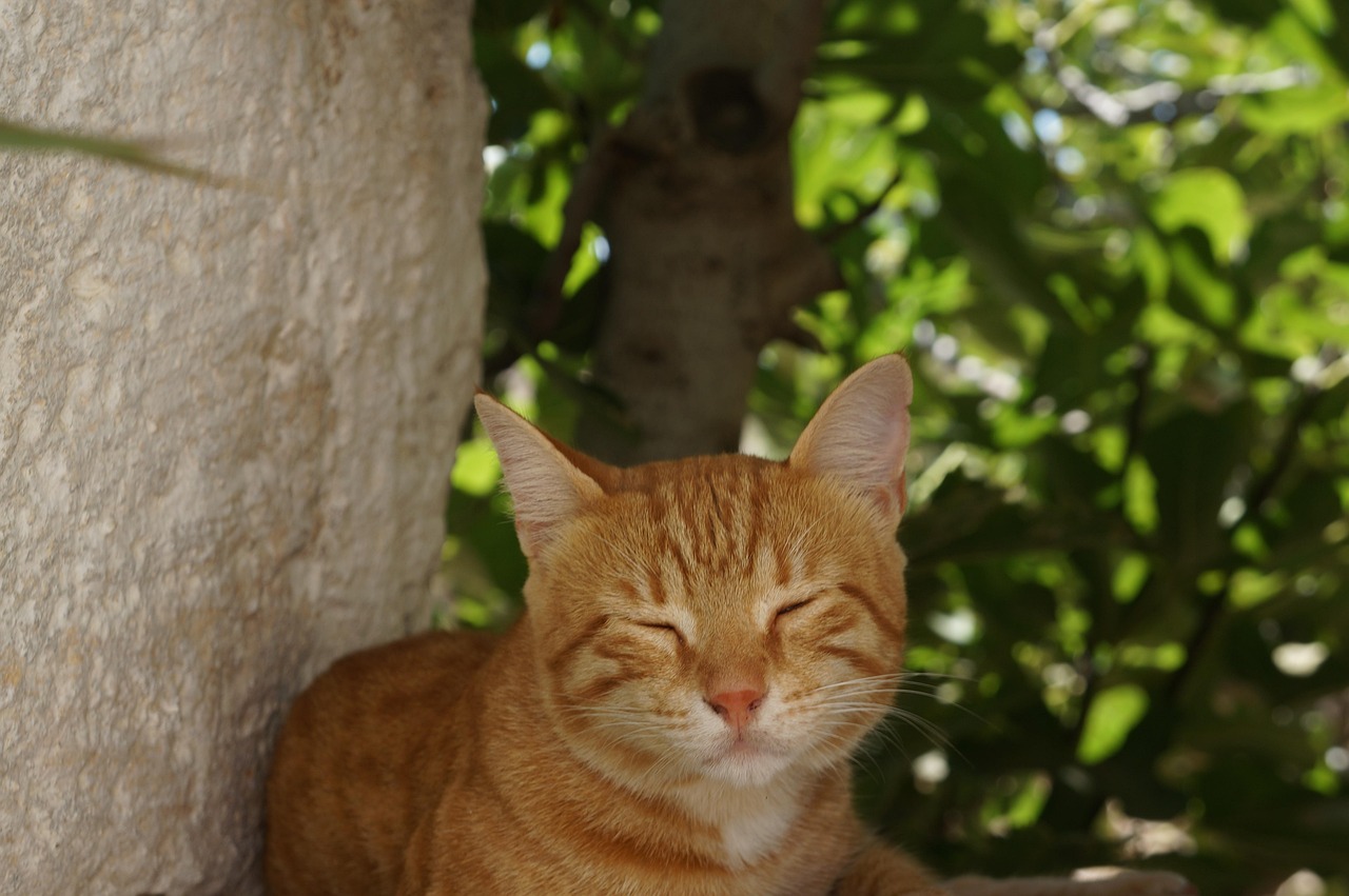 Cat Gingembre Animal - Photo gratuite sur Pixabay - Pixabay
