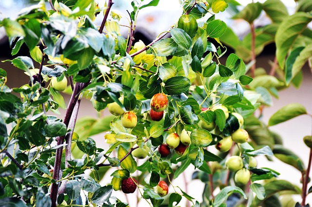 20,000+ Free Jujube Fruit & Jujube Photos - Pixabay