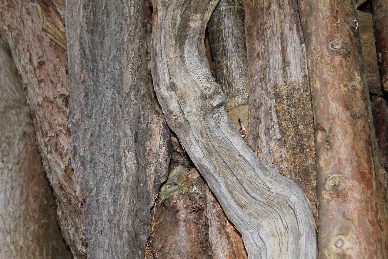 Madera Rama Árbol - Foto gratis en Pixabay - Pixabay