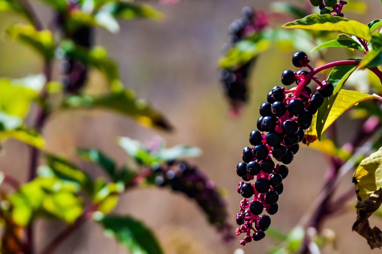 Poke Pokeweed American - Free photo on Pixabay - Pixabay