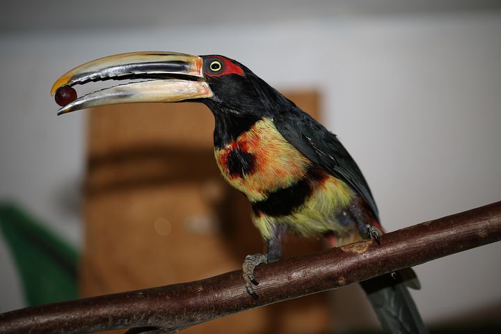100+ Free Toucans & Bird Images - Pixabay