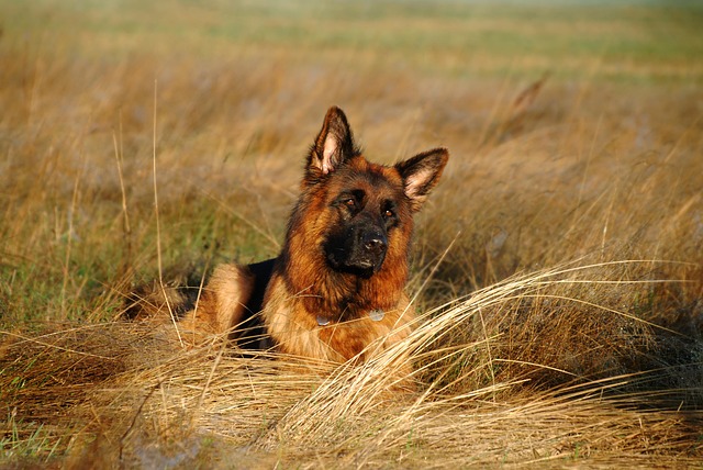 Shepherd Dog Sea - Free photo on Pixabay - Pixabay