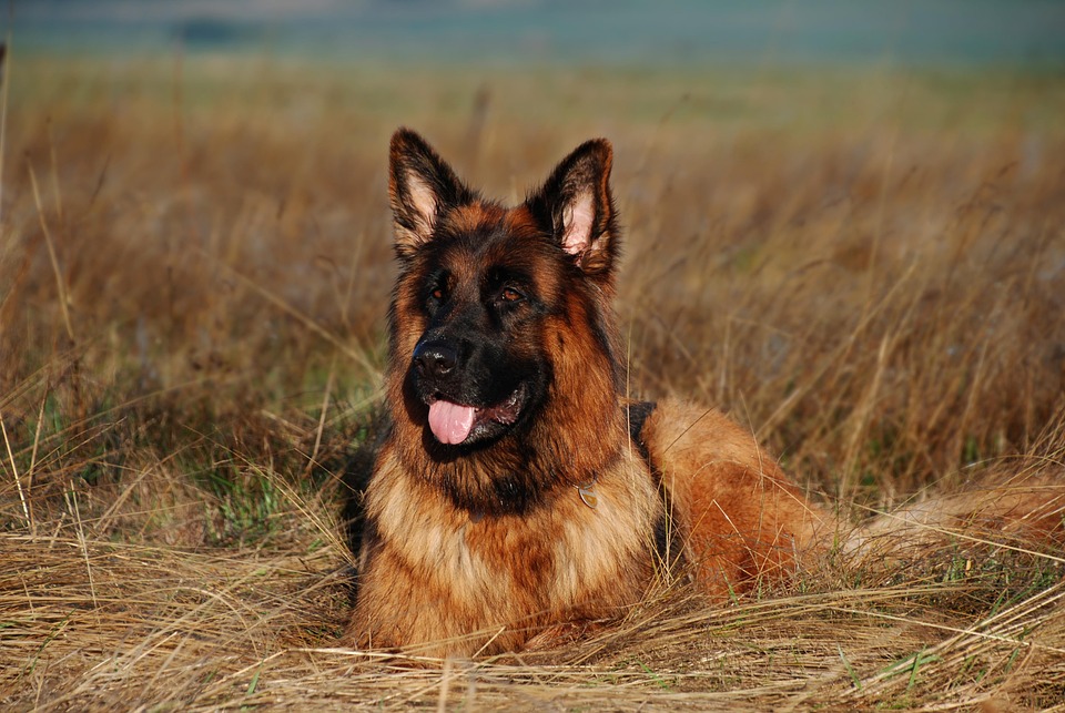 Chien De Berger Mer - Photo gratuite sur Pixabay