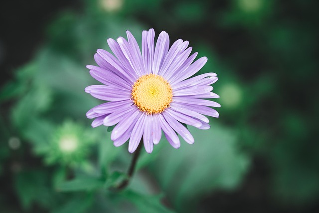 Fiore Viola Bellissimo - Foto gratis su Pixabay - Pixabay