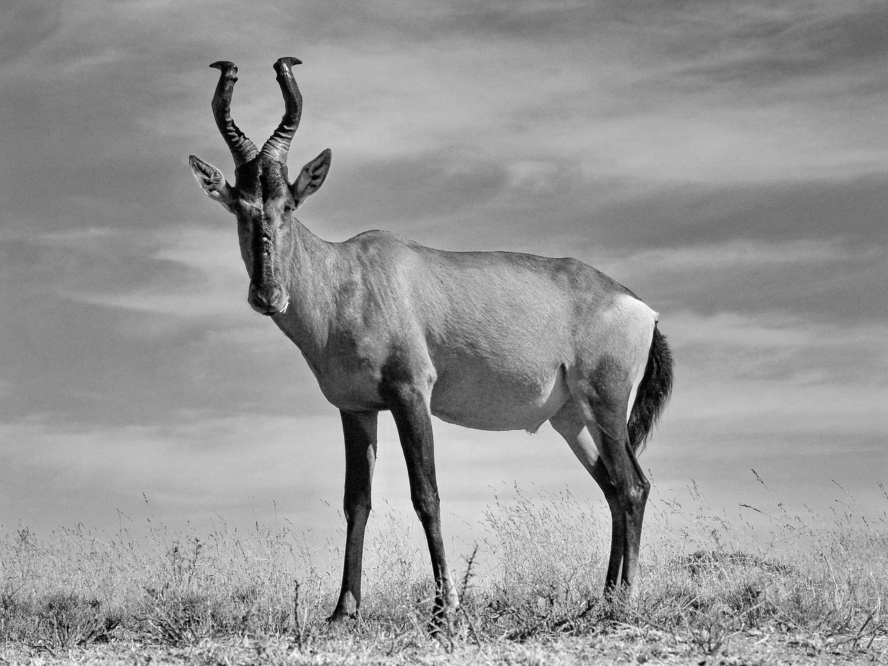 Red Hartebeest Male - Free photo on Pixabay - Pixabay