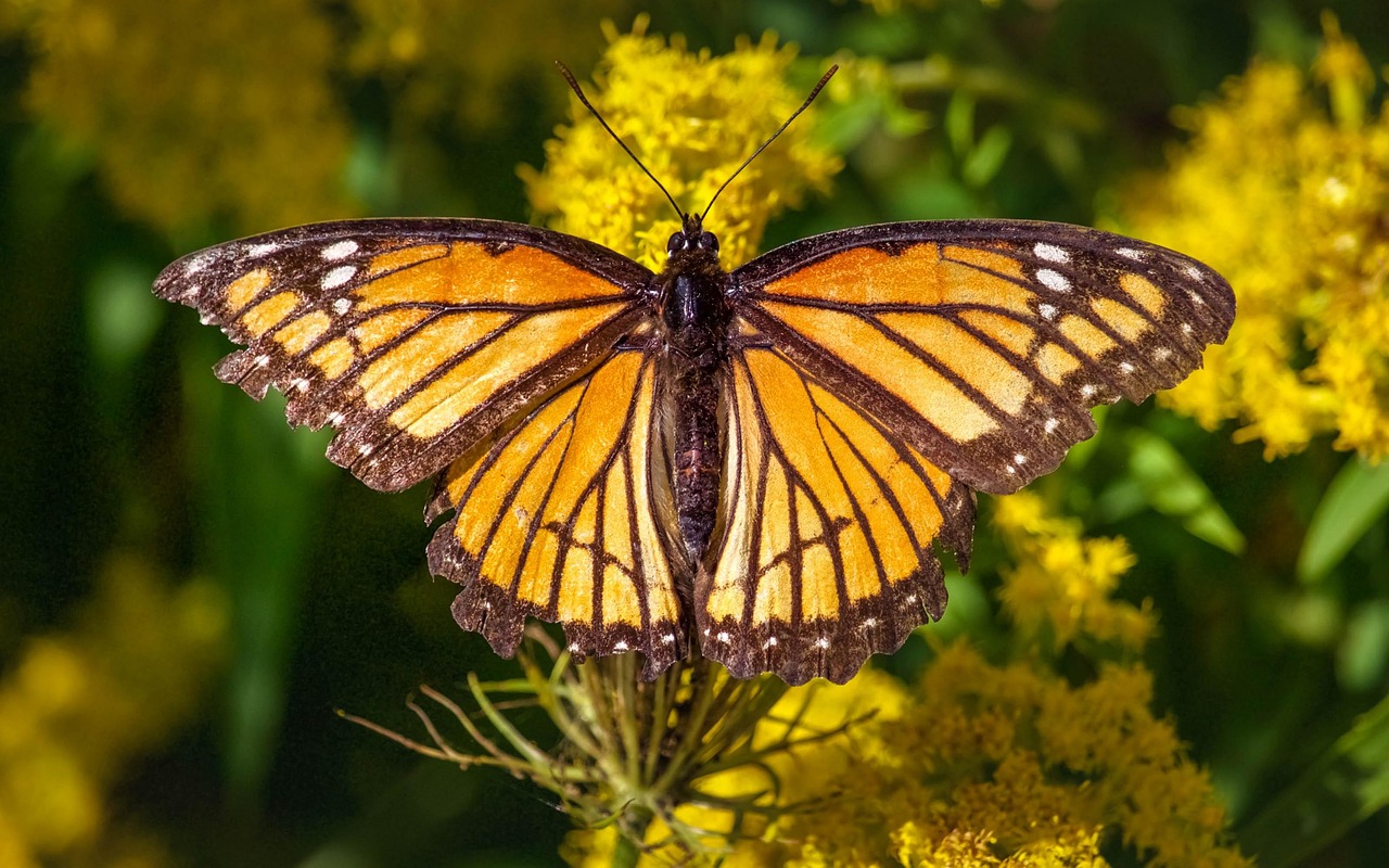 Butterfly Insecten Natuur - Gratis foto op Pixabay - Pixabay