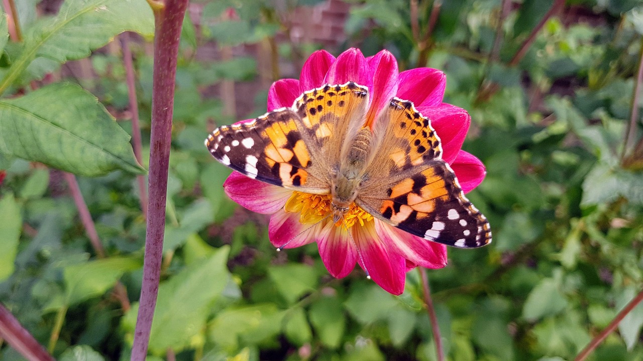 Bloem Vlinder Insect - Gratis foto op Pixabay - Pixabay