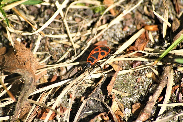 Serangga Api Merapatkan - Foto gratis di Pixabay - Pixabay